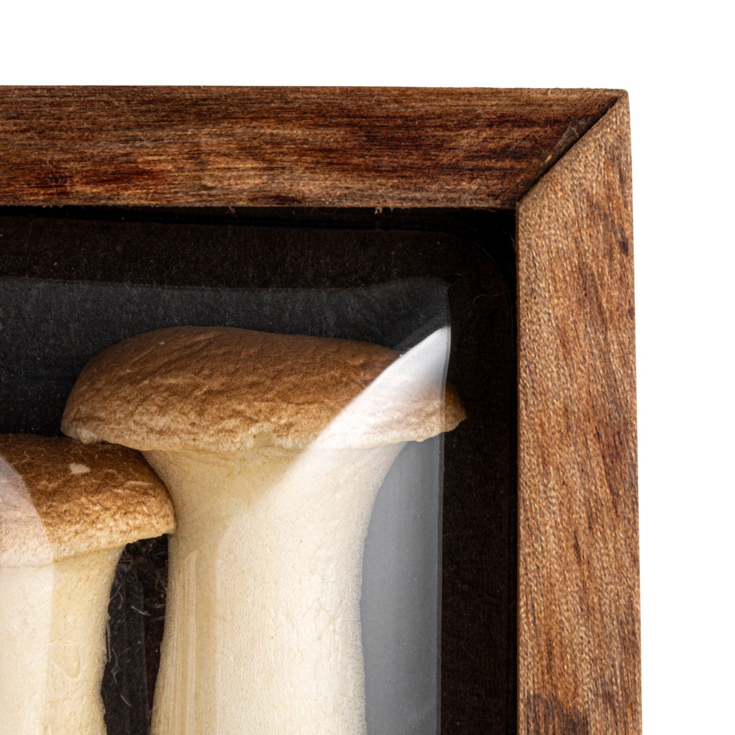 Wood Framed Convex Plastic Shadow Box Wall Décor, 4 Styles